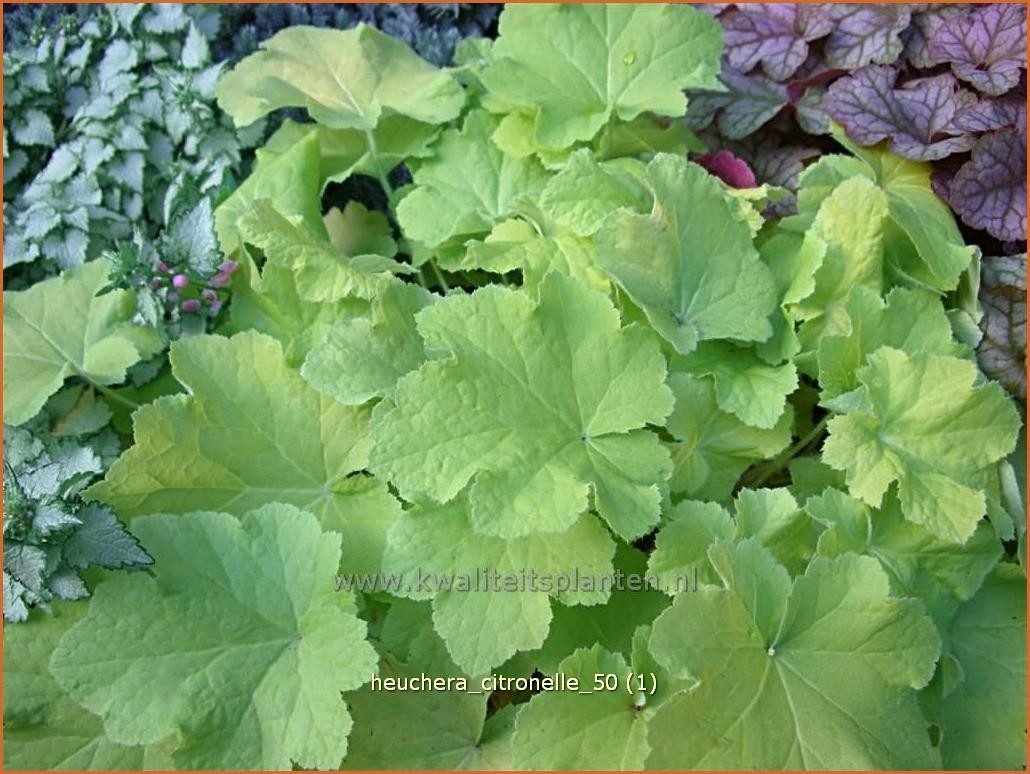 Purpurglockchen Heuchera Citronelle kaufen bestellen StaudenOnline
