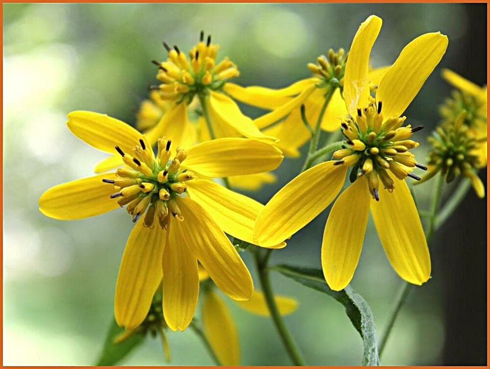 Crownbeard - Wingstem - Verbesina - order - buy - StaudenOnline.de