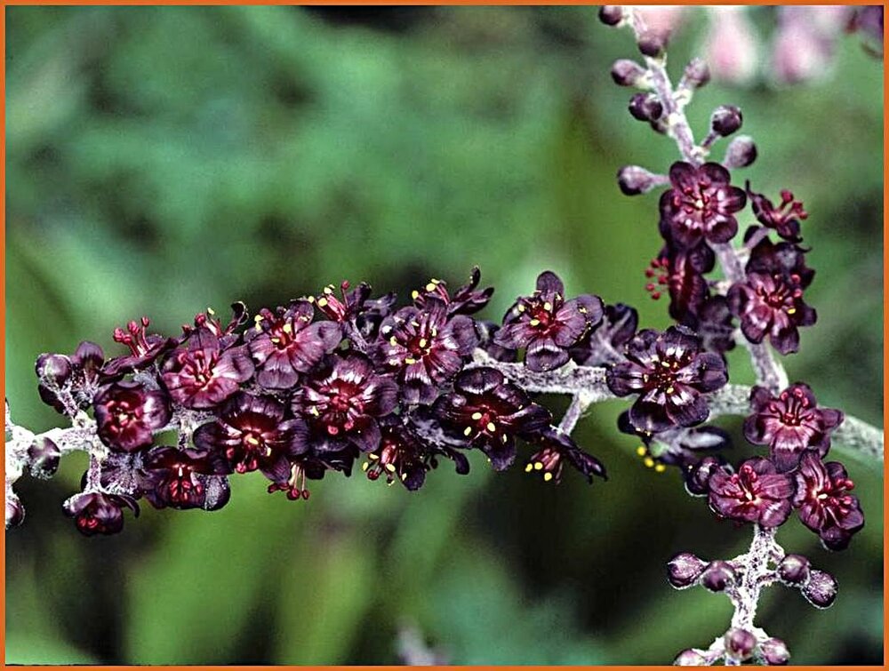 Germer - Veratrum - kaufen bestellen - StaudenOnline.de